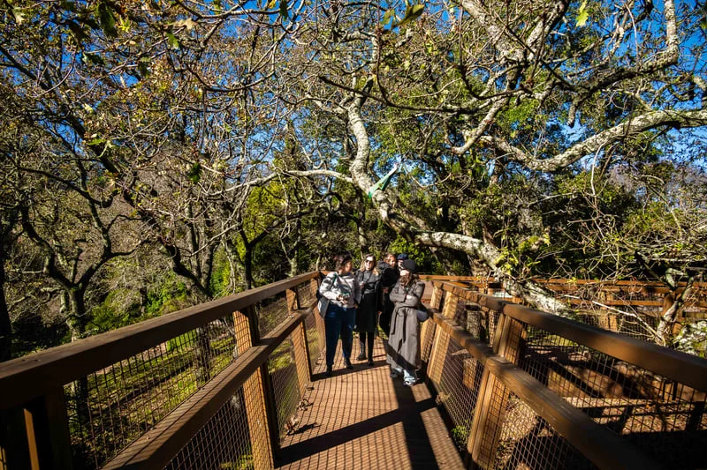 VISITA GUIADA AO TREETOP WALK | Super eventos | Dá a Mão à Floresta